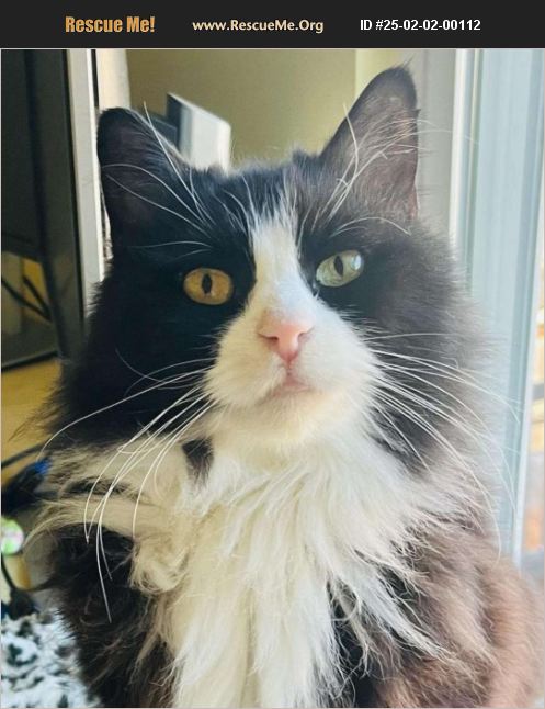 ADOPT 25020200112 ~ Domestic Cat Rescue ~ Howell Township, NJ