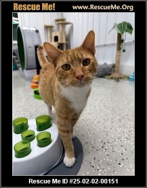- Wisconsin Cat Rescue - ADOPTIONS - Rescue Me!