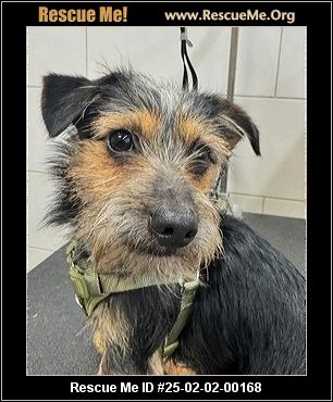 - Texas Yorkie Rescue - ADOPTIONS - Rescue Me!