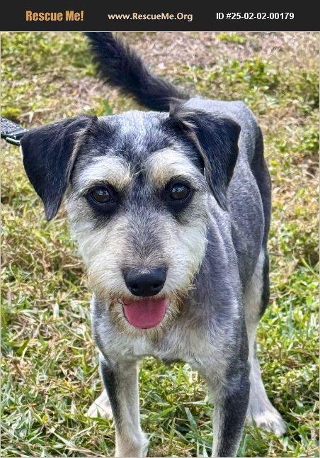 ADOPT 25020200179 ~ Schnauzer Rescue ~ Fort Myers, FL