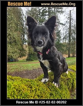 - Oregon Dog Rescue - ADOPTIONS - Rescue Me!