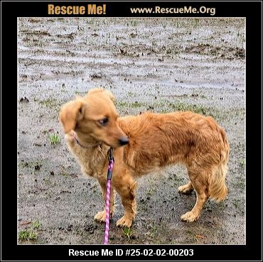 - Oregon Golden Retriever Rescue - ADOPTIONS - Rescue Me!