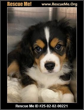 - Oklahoma Dog Rescue - ADOPTIONS - Rescue Me!