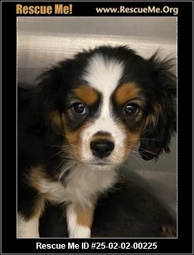 - Oklahoma Dog Rescue - ADOPTIONS - Rescue Me!