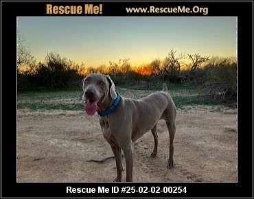- Arizona Dog Rescue - ADOPTIONS - Rescue Me!
