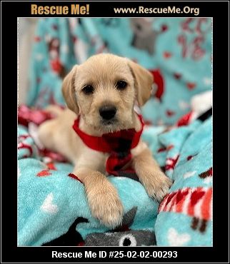 - Oregon Dog Rescue - ADOPTIONS - Rescue Me!