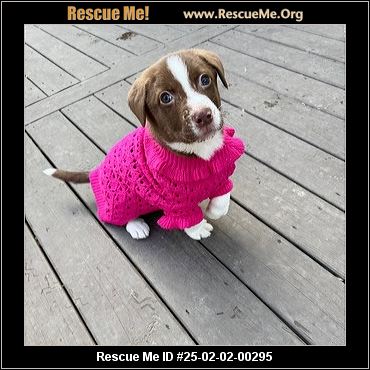 - Virginia Dog Rescue - ADOPTIONS - Rescue Me!