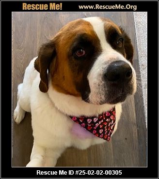 - Texas Saint Bernard Rescue - ADOPTIONS - Rescue Me!