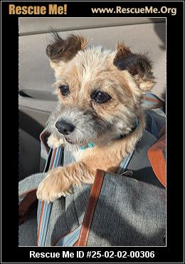 - Arizona Yorkie Rescue - ADOPTIONS - Rescue Me!
