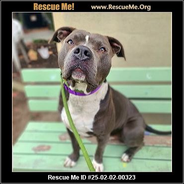 - California Pit Bull Rescue - ADOPTIONS - Rescue Me!