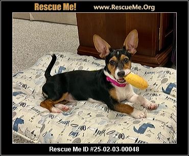 - Florida Jack Russell Rescue - ADOPTIONS - Rescue Me!