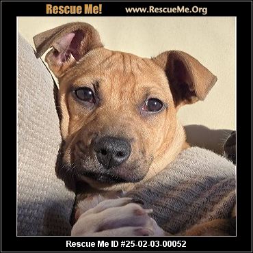 - Wisconsin Dog Rescue - ADOPTIONS - Rescue Me!