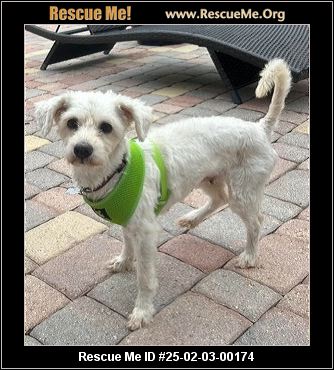 - Florida Maltese Rescue - ADOPTIONS - Rescue Me!