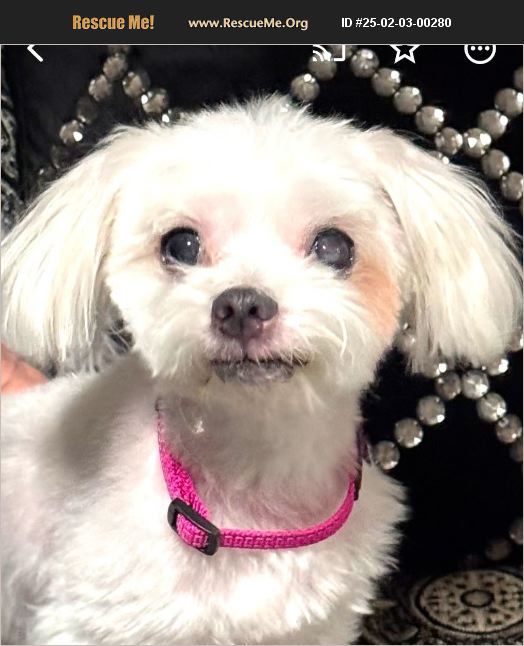 ADOPT 25020300280 ~ Maltese Rescue ~ Covina, CA