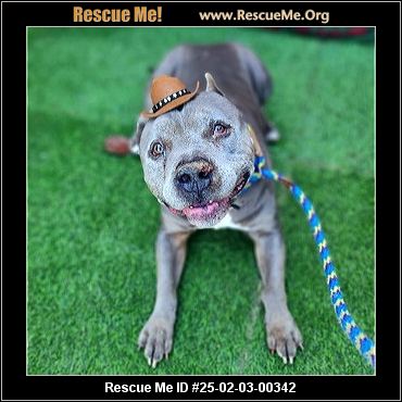 - California Pit Bull Rescue - ADOPTIONS - Rescue Me!