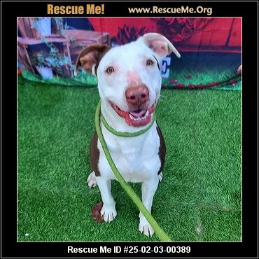 - California Bull Terrier Rescue - ADOPTIONS - Rescue Me!