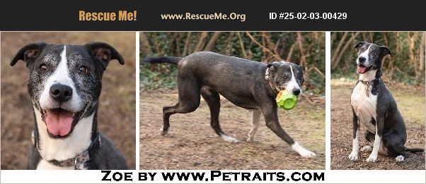 ADOPT 25020300429 ~ Border Collie Rescue ~ Chicago, IL