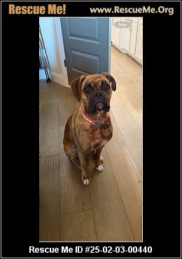 - Texas Boxer Rescue - ADOPTIONS - Rescue Me!