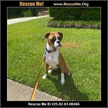 - Alabama Boxer Rescue - ADOPTIONS - Rescue Me!