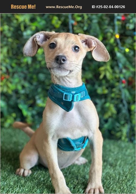 ADOPT 25020400126 ~ Greyhound Rescue ~ Carlsbad, CA