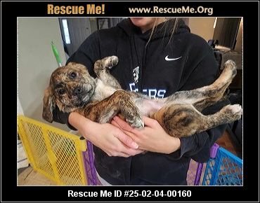 - New York Dog Rescue - ADOPTIONS - Rescue Me!