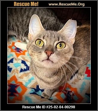 - Ohio Cat Rescue - ADOPTIONS - Rescue Me!
