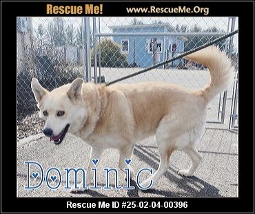 - North Carolina Siberian Husky Rescue - ADOPTIONS - Rescue Me!