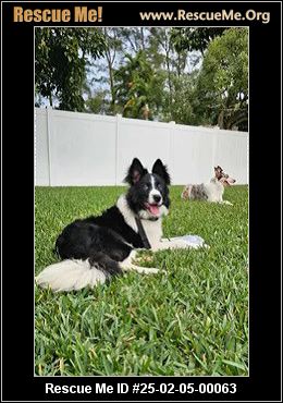 - Florida Border Collie Rescue - ADOPTIONS - Rescue Me!