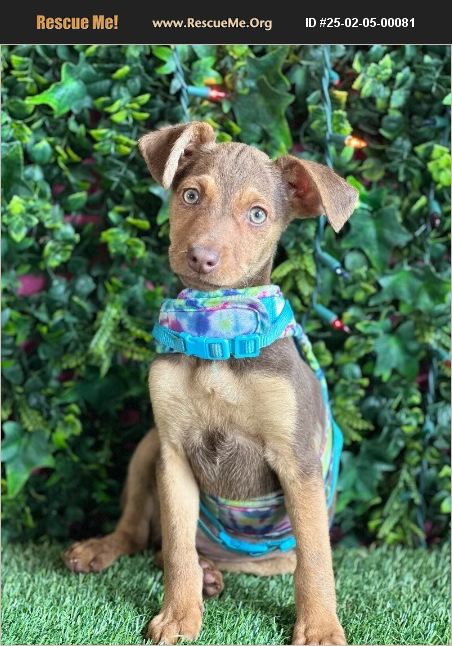 ADOPT 25020500081 ~ German Pinscher Rescue ~ Carlsbad, CA
