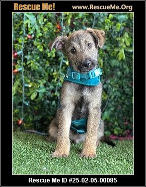 - California Airedale Rescue - ADOPTIONS - Rescue Me!