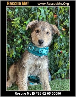 - California Airedale Rescue - ADOPTIONS - Rescue Me!