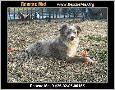- Virginia Australian Shepherd Rescue - ADOPTIONS - Rescue Me!