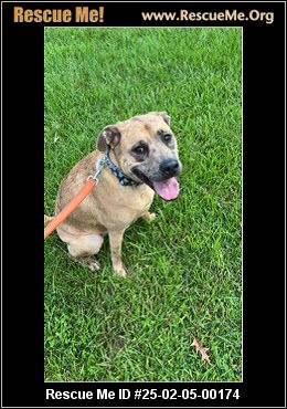 - Georgia Australian Cattle Dog Rescue - ADOPTIONS - Rescue Me!