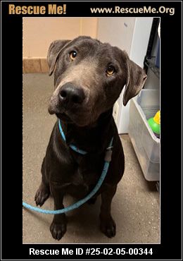 - Oregon Lab Rescue - ADOPTIONS - Rescue Me!