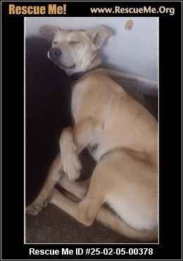 - California Lab Rescue - ADOPTIONS - Rescue Me!
