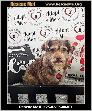 - Florida Maltese Rescue - ADOPTIONS - Rescue Me!