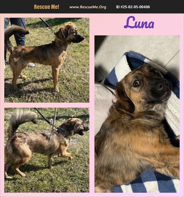 ADOPT 25020500406 ~ Mountain Cur Rescue ~ Cleveland, TN