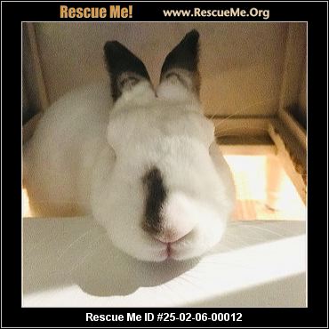 - California Rabbit Rescue - ADOPTIONS - Rescue Me!