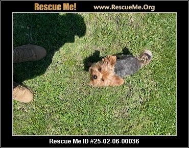 - Virginia Yorkie Rescue - ADOPTIONS - Rescue Me!