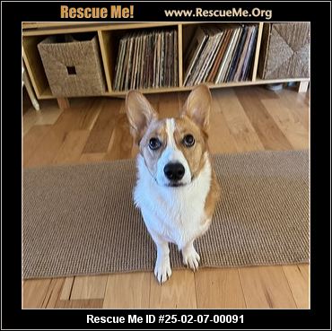 - Oregon Corgi Rescue - ADOPTIONS - Rescue Me!