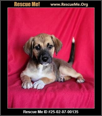 - Delaware Dog Rescue - ADOPTIONS - Rescue Me!