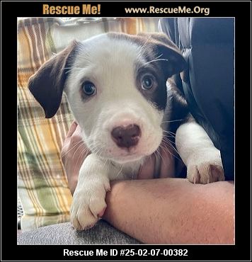 - Oregon Dog Rescue - ADOPTIONS - Rescue Me!