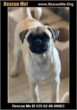 - California Pug Rescue - ADOPTIONS - Rescue Me!