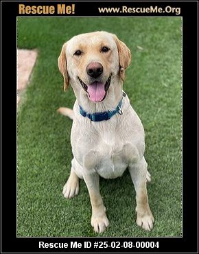 - California Lab Rescue - ADOPTIONS - Rescue Me!