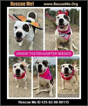 - California American Bulldog Rescue - ADOPTIONS - Rescue Me!