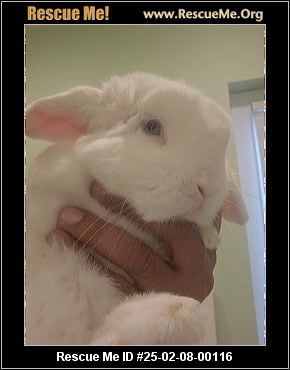 - Virginia Rabbit Rescue - ADOPTIONS - Rescue Me!