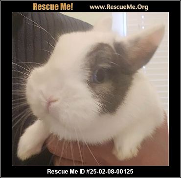 - Virginia Rabbit Rescue - ADOPTIONS - Rescue Me!