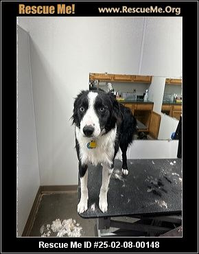 - Ohio Border Collie Rescue - ADOPTIONS - Rescue Me!