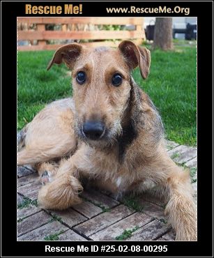 - California Airedale Rescue - ADOPTIONS - Rescue Me!