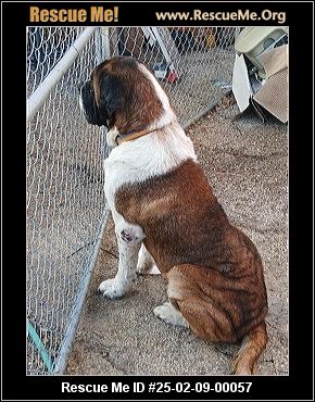 - Texas Saint Bernard Rescue - ADOPTIONS - Rescue Me!